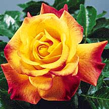 The Rose Without Thorns