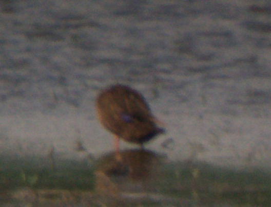 Mottled Duck at Saylorville