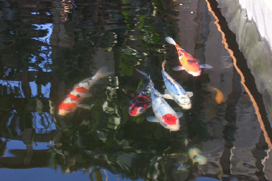 Koi Pagina van Agnes & Johan