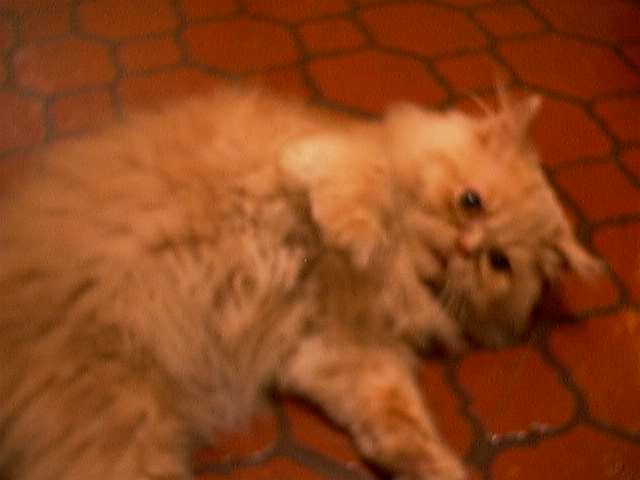 DarkAngels Photo Gallery