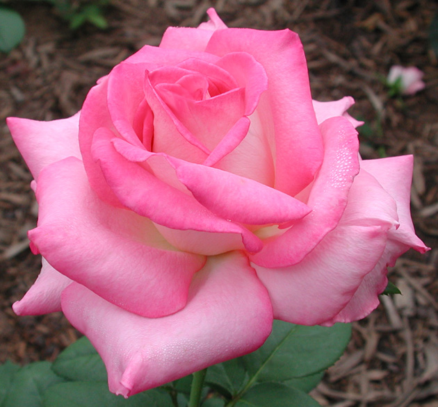 Louise Estes- Rose of the Month January 2002