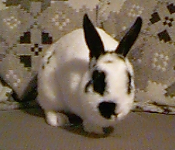 The Seagrave families pets page