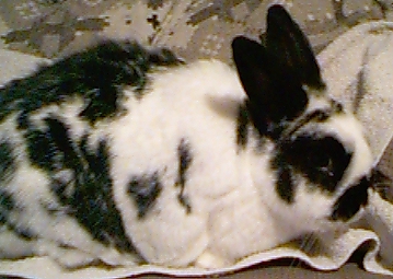 The Seagrave families pets page