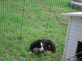 Sydney Berner Buddies Rescue Fund Quilt Fundraiser 2006