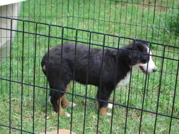 Sydney Berner Buddies Rescue Fund Quilt Fundraiser 2006