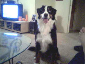 Sydney Berner Buddies Rescue Fund Quilt Fundraiser 2006