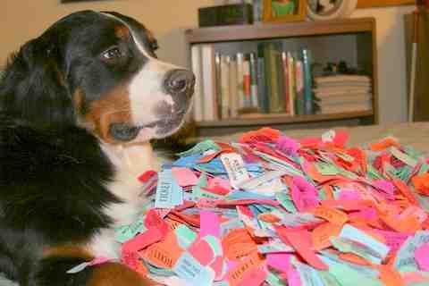 THE 2011 Berner-l Cancer Fundraiser 2011 for research into Malignant ...