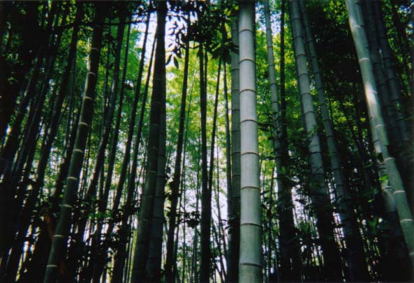bamboo