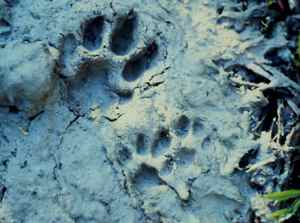 CLAW Summer Camp -P&S Animal Tracks - The Florida Panther - by Levi