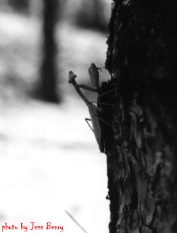 mantis.jpg