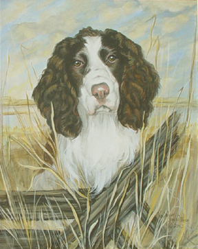 "CODY" . . . Springer Spaniel