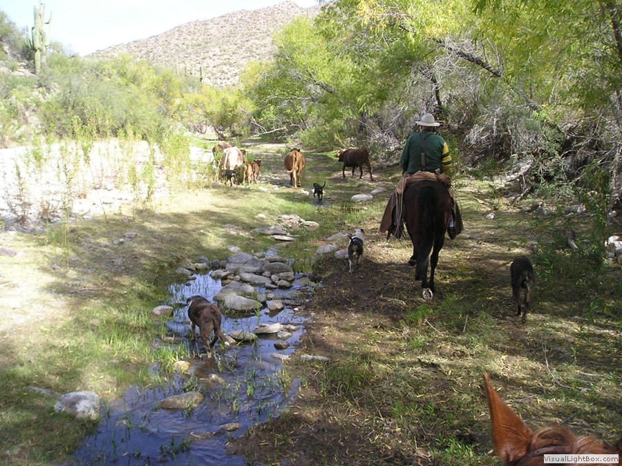 THE WILLIAMS FAMILY RANCH, Wickenburg, Arizona, vacation at a real ...