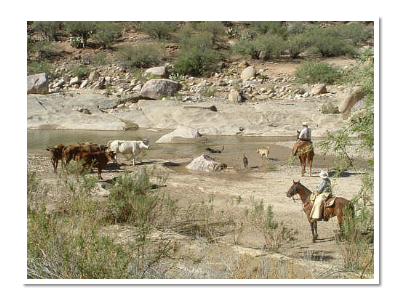 THE WILLIAMS FAMILY RANCH, Wickenburg, Arizona, vacation at a real ...