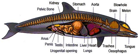 Dolphins, who are mammals, have very similar biological structures as ...