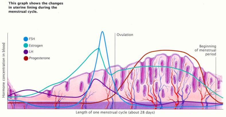 The Reproductive System