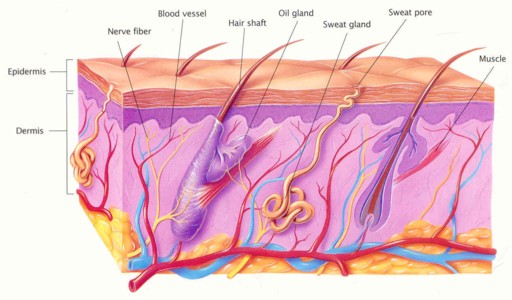 Chapter 3: Organ Systems