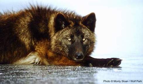 This Photo © Monty Sloan / Wolf Park