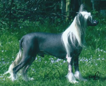 Chinese Crested - Am.Ch.Shamar Acres' Buckharoo