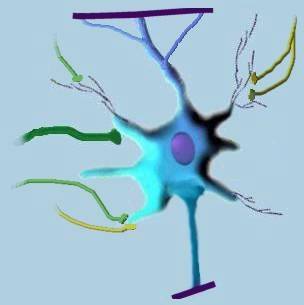 Structure of a Pyramidal Neuron
