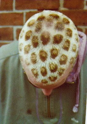 Photo Album of Furry Hairstyles - courtesy of Elton!