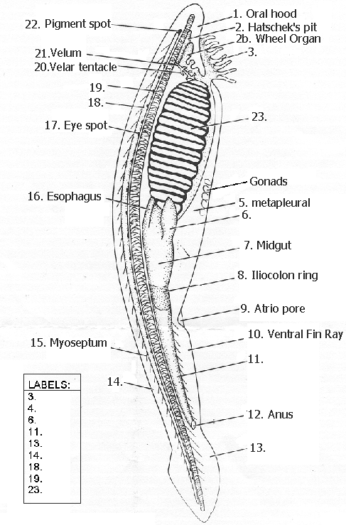 Amphioxus diagram