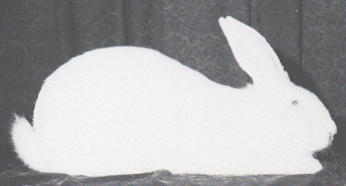 White Flemish Giant Rabbit