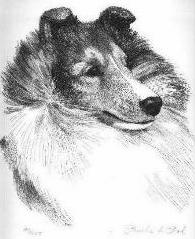 Sheltie Artwork