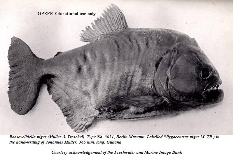 Serrasalmus niger, Black Piranha