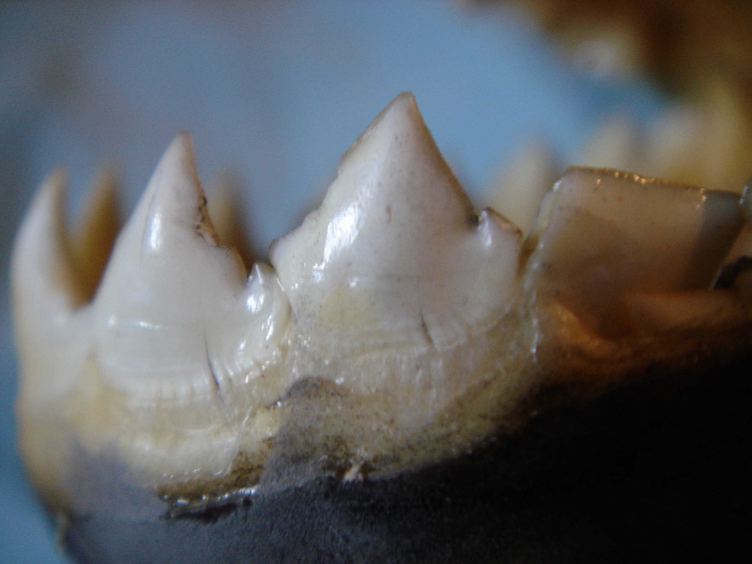 Serrasalmus rhombeus Teeth