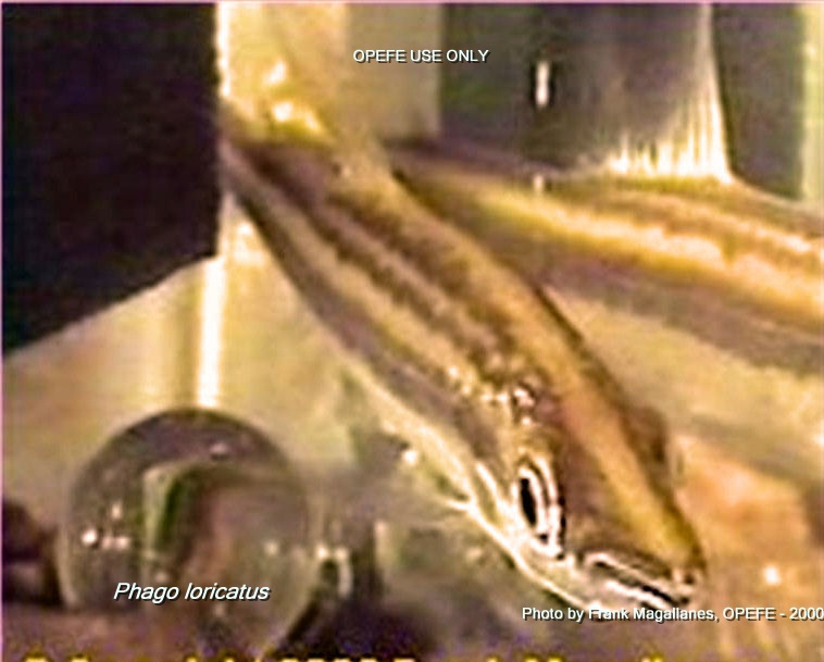 Pike Characin, Phago loricatus and two other species