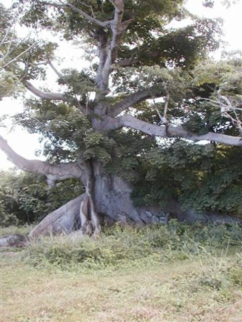 CHEVRON SPIDER TRANTULA