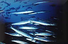 Sub Fuerteventura - Scuba Diving - Relaxing & Fun