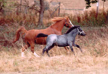 Norash Ponies