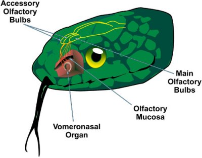 Advanced XHTML - Class Project