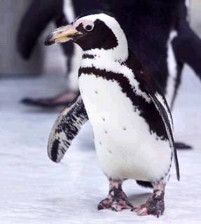 I never really owned a penguin, but when I was in first grade my ...