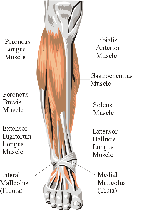 Front Lower Leg Muscles