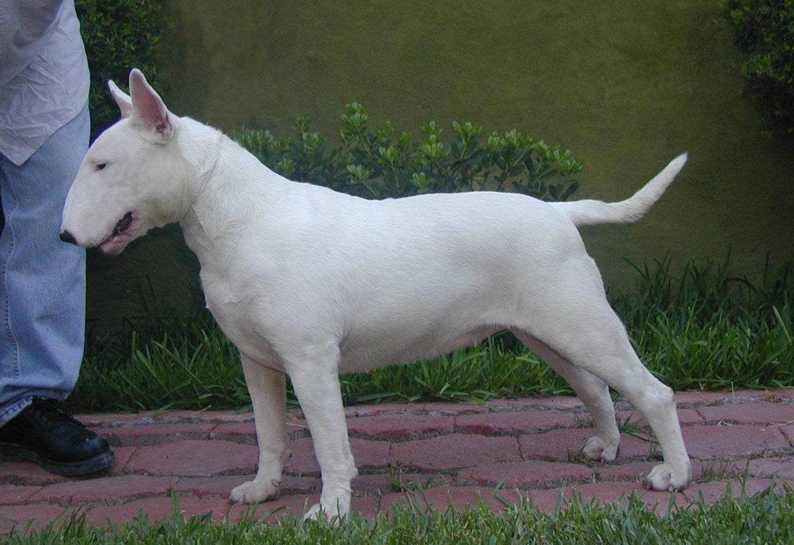 Bullet's Bull Terriers