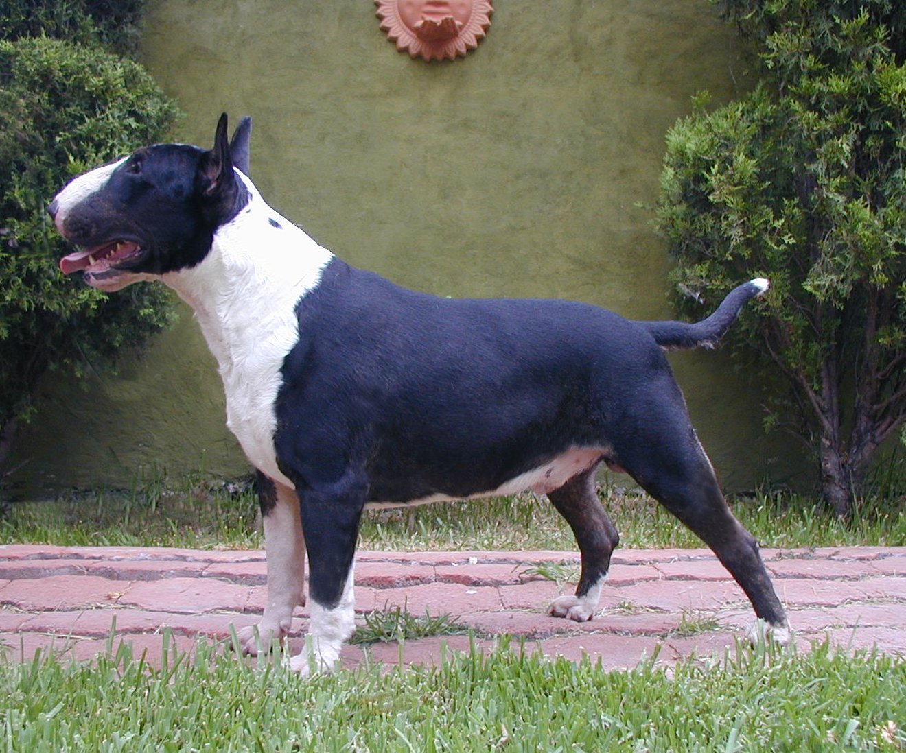 Bullet's Bull Terriers