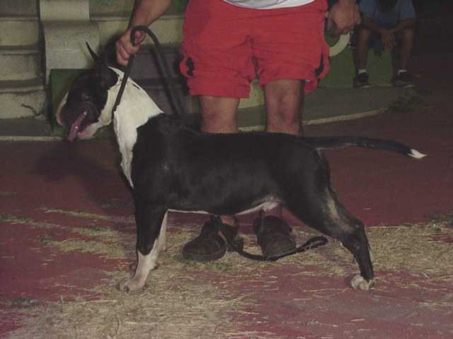Bullet's Bull Terriers