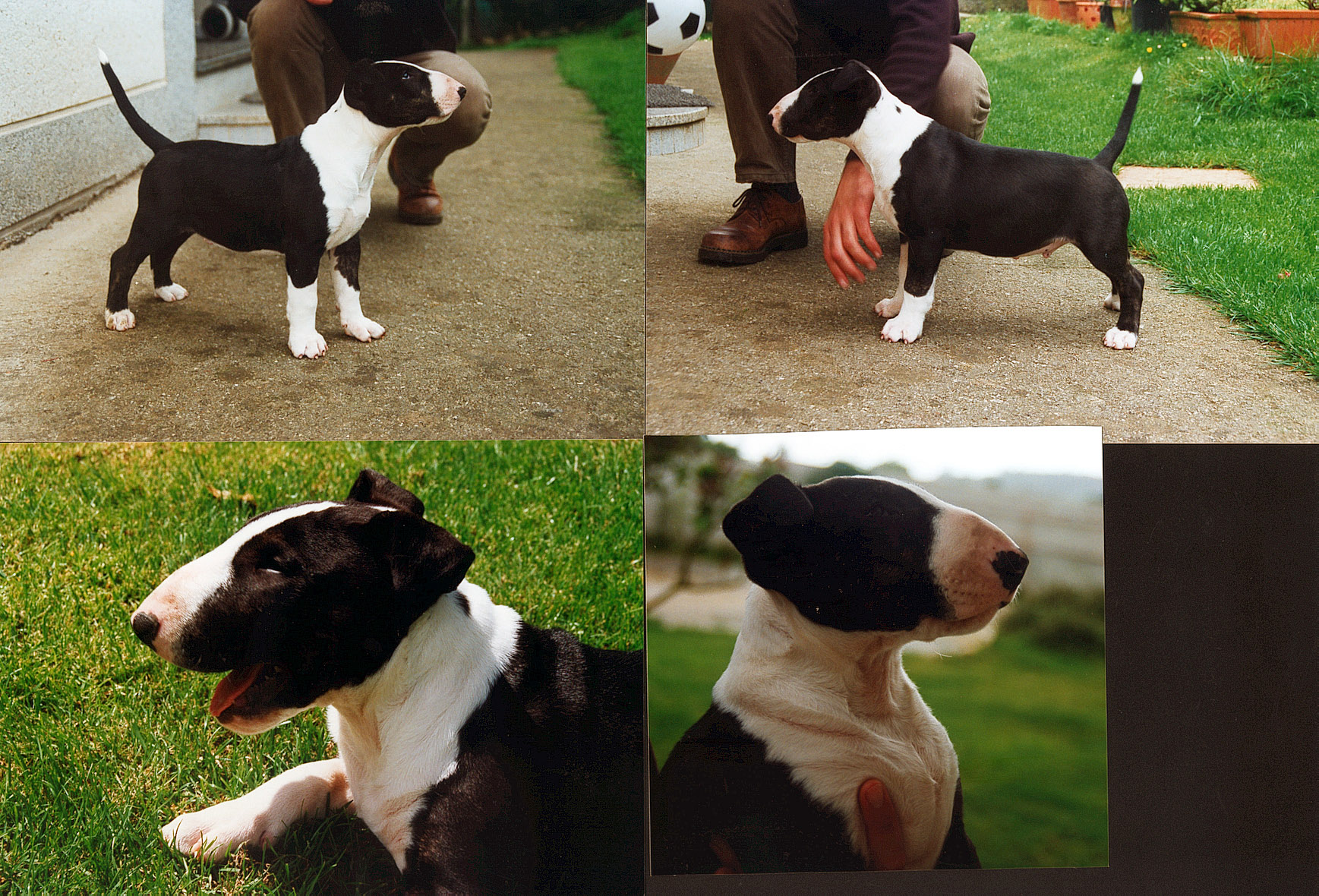 Bullet's Bull Terriers