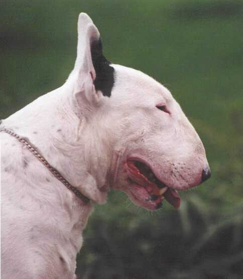 Bullet's Bull Terriers