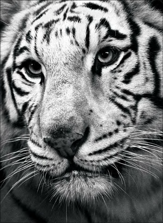 View Full-Size Image