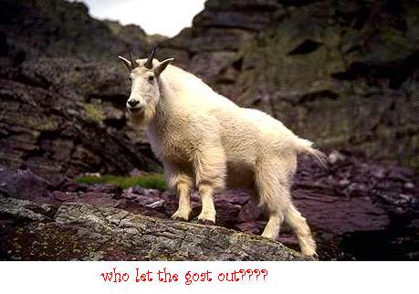 This is For The LD Gang