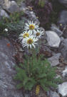 Pyrethrum plant