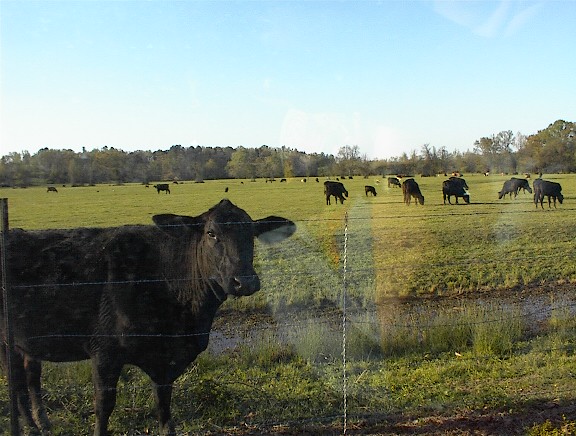 New Page 1 [www.angelfire.com]