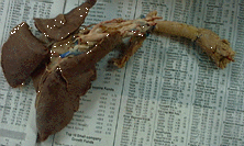 Union Cat Disection (Heart and Lung)