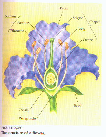 Plant Adaptation to Land