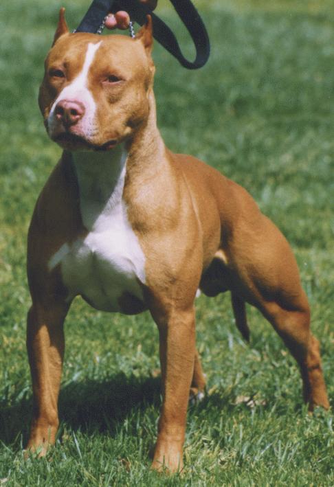 Save a dog foundation