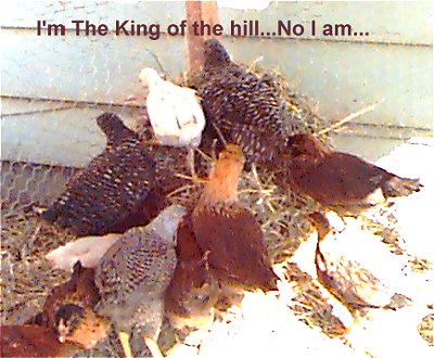 Scott's Chickens for 1999