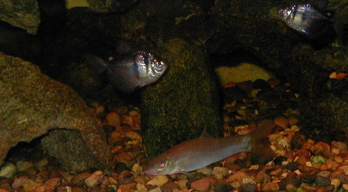 BABailey's Photo Gallery